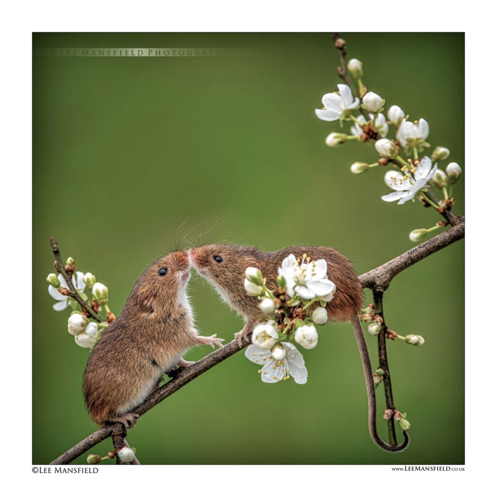 Harvest mice kissing - Lee Mansfield - Lee Mansfield Photography